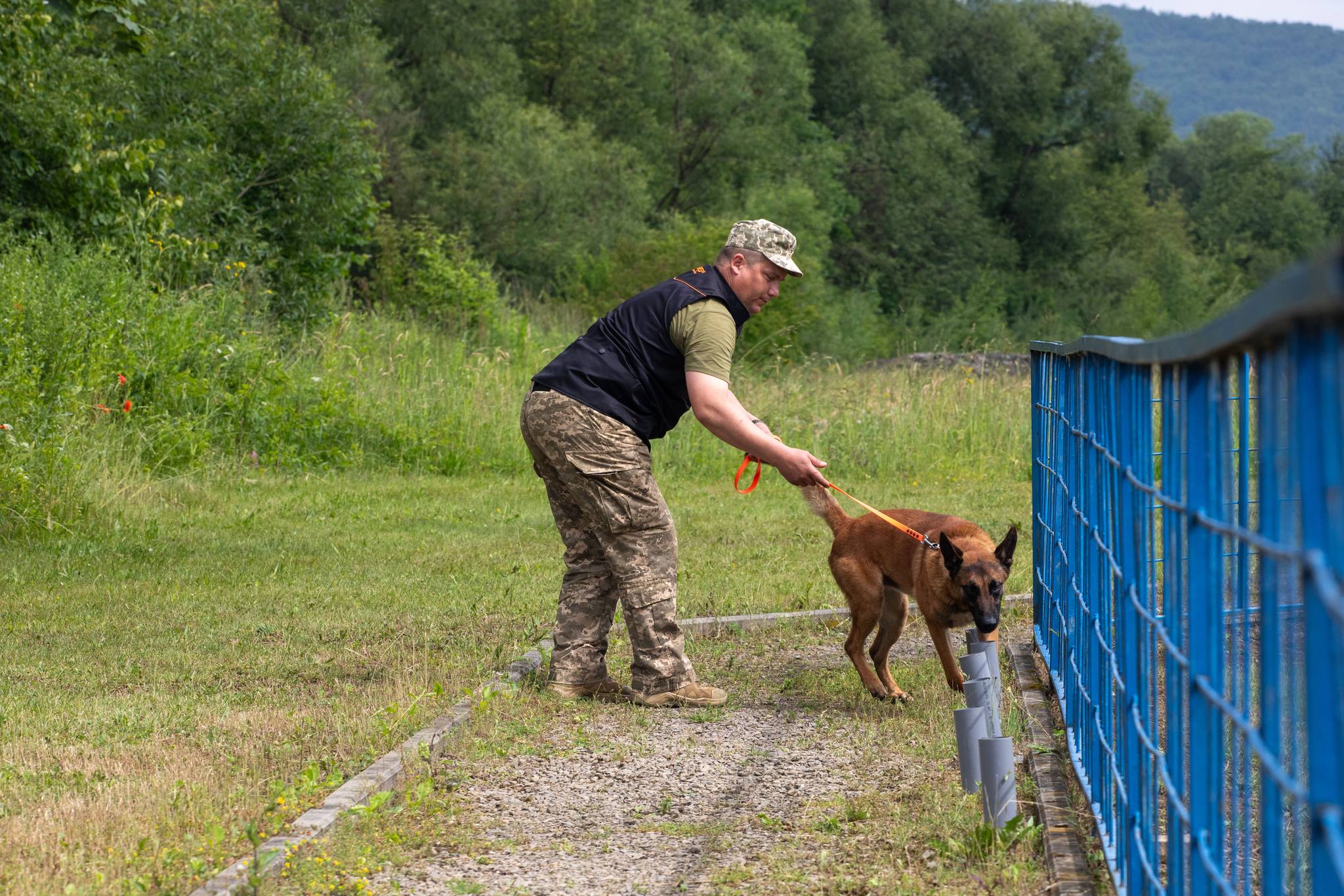 EU Provides Ukraine with 12 Mine Detection Dogs to Aid in Demining ...